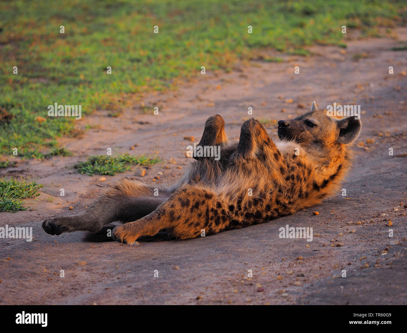 Mara lying position hi-res stock photography and images - Alamy
