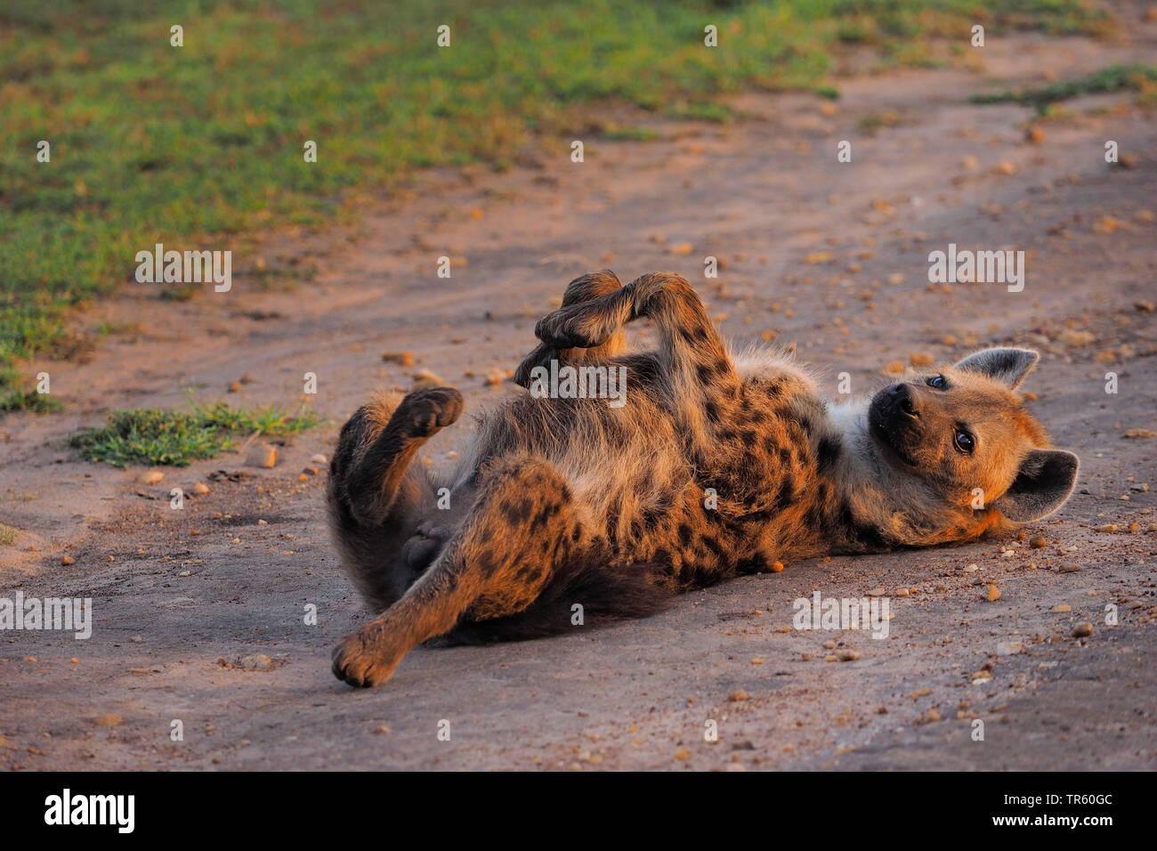 spotted hyena (Crocuta crocuta), lying in supine position relaxed on a ...