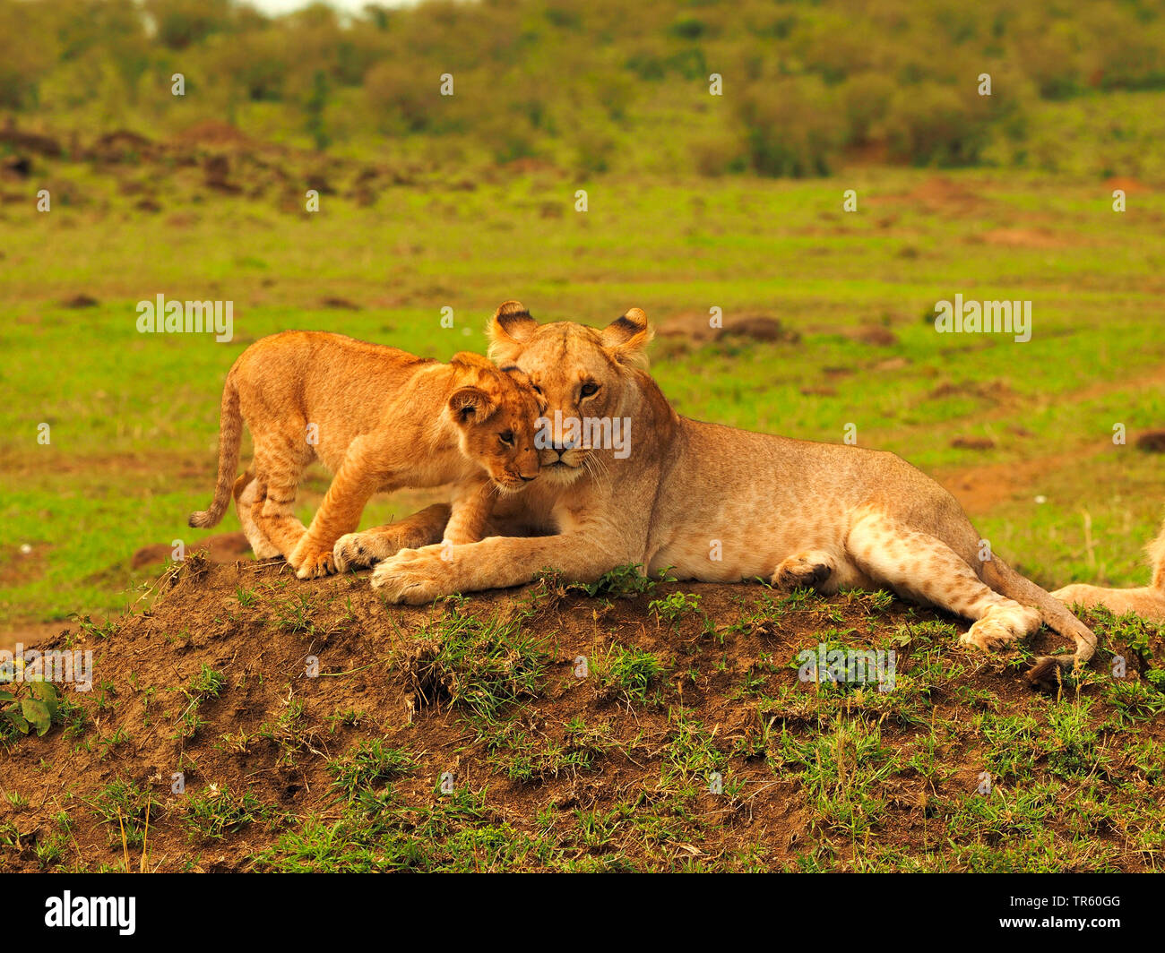 lion (Panthera leo), lioness cuddling with lion cub on a mound of earth ...