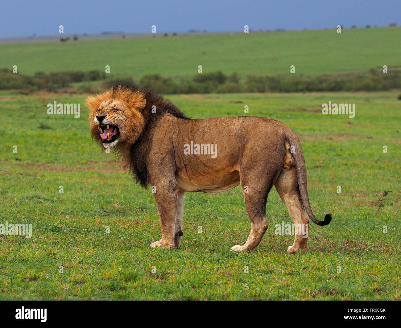 Lion standing up hi-res stock photography and images - Alamy