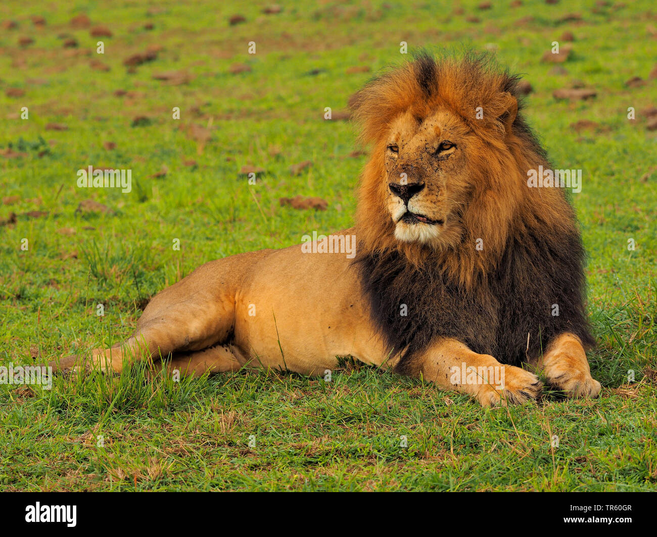 Male african lion resting in hi-res stock photography and images - Alamy