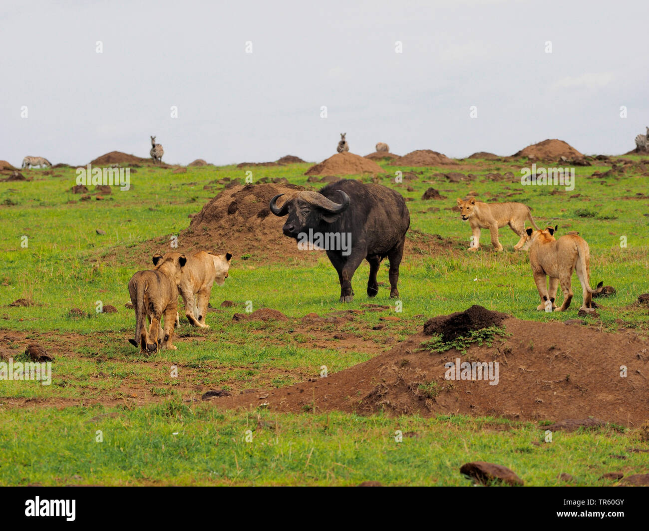 lion (Panthera leo), group of lions closing in on an African buffalo ...