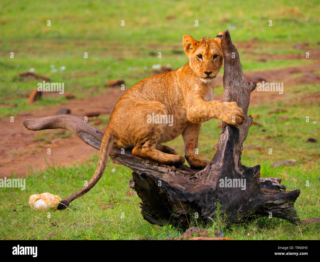 Dead lion cub hi-res stock photography and images - Alamy