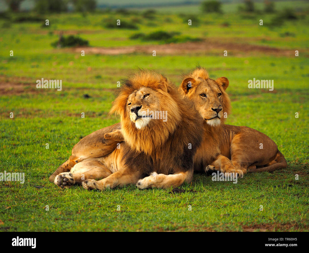 Two lion brothers cuddling resting hi-res stock photography and images ...