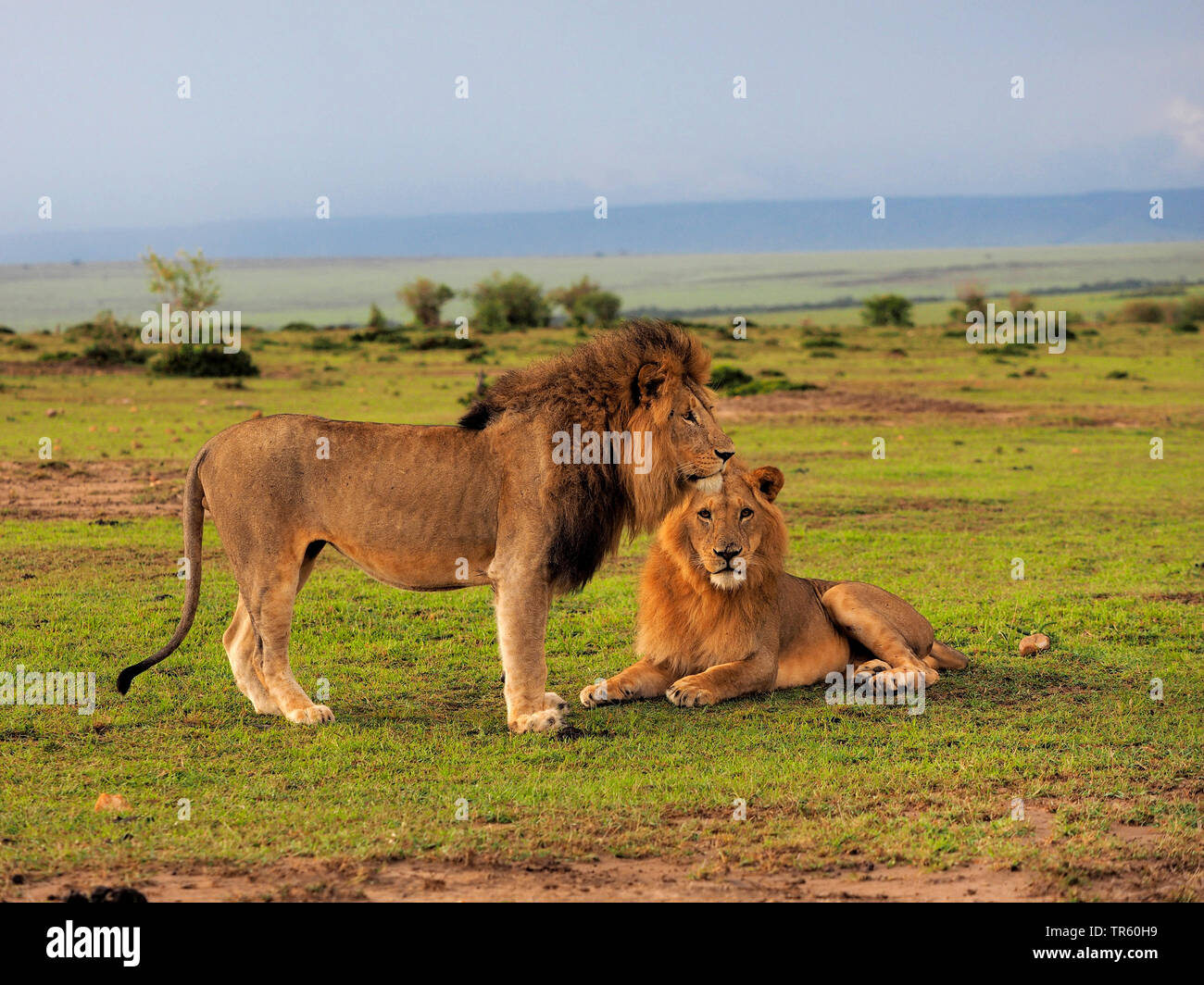 Male lions together hi-res stock photography and images - Alamy