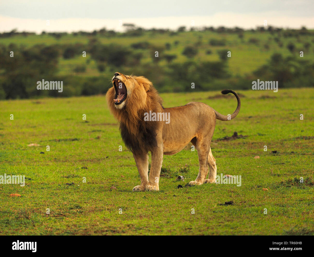 Lion Running Side View