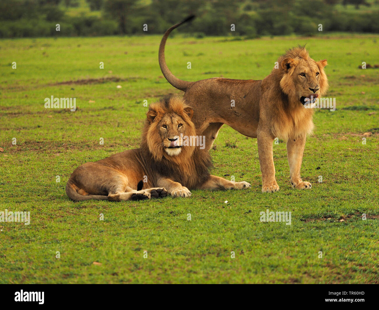 Male lions together hi-res stock photography and images - Alamy