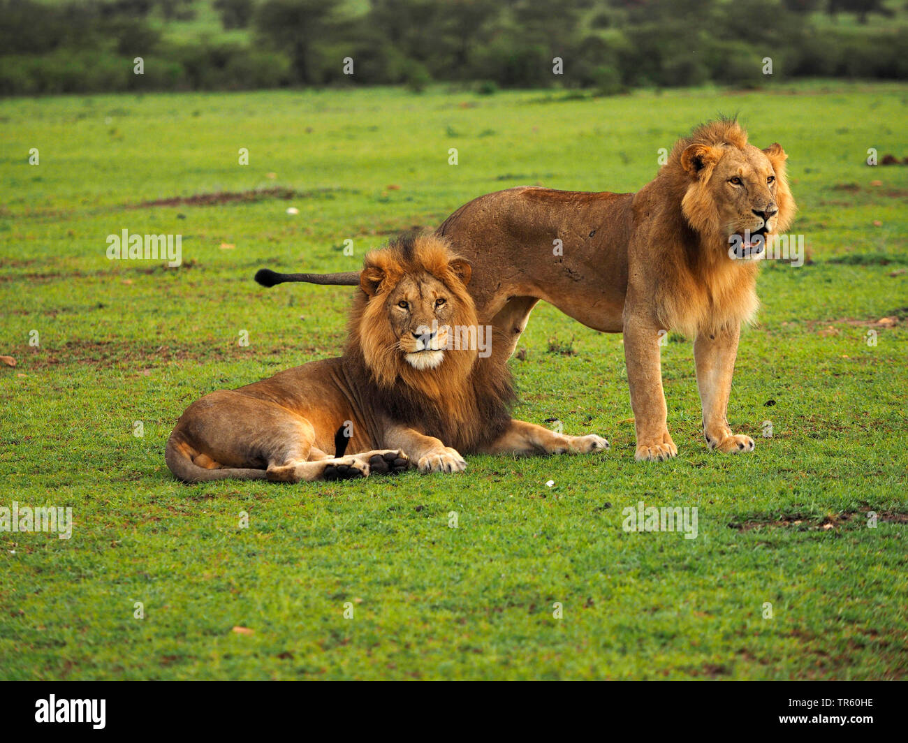 Lion brothers hi-res stock photography and images - Alamy