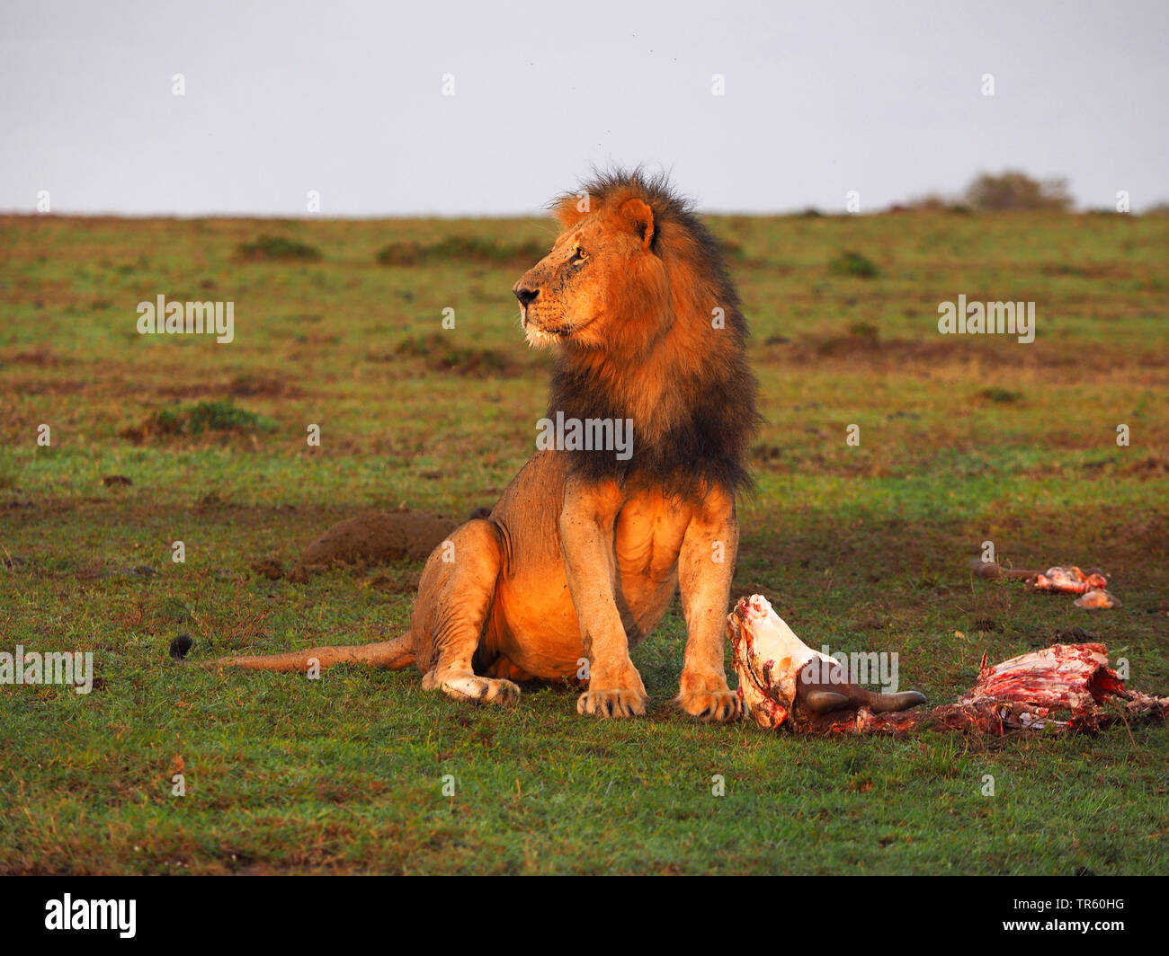 Lions kill prey hi-res stock photography and images - Alamy