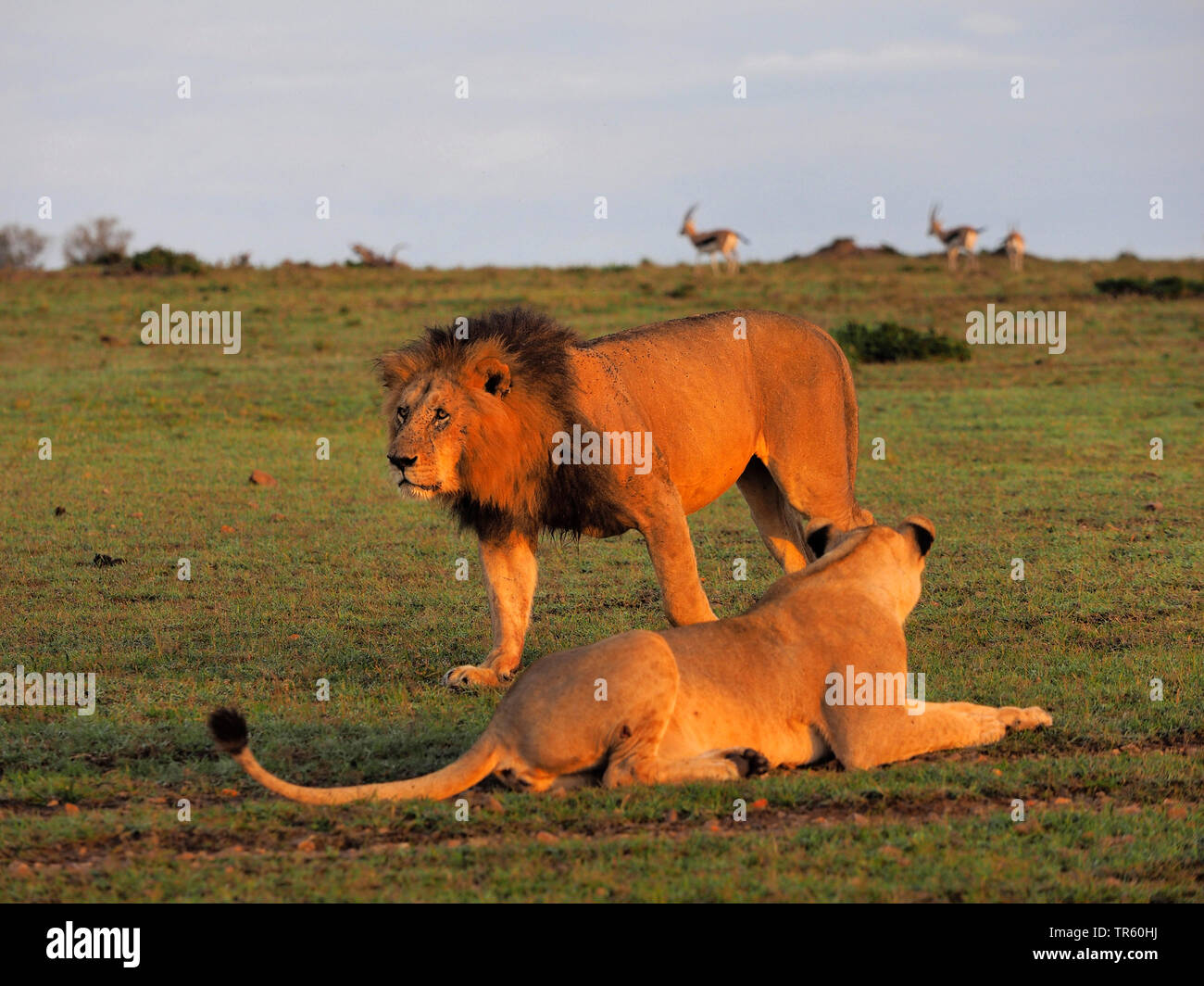 Mating lion hi-res stock photography and images - Alamy