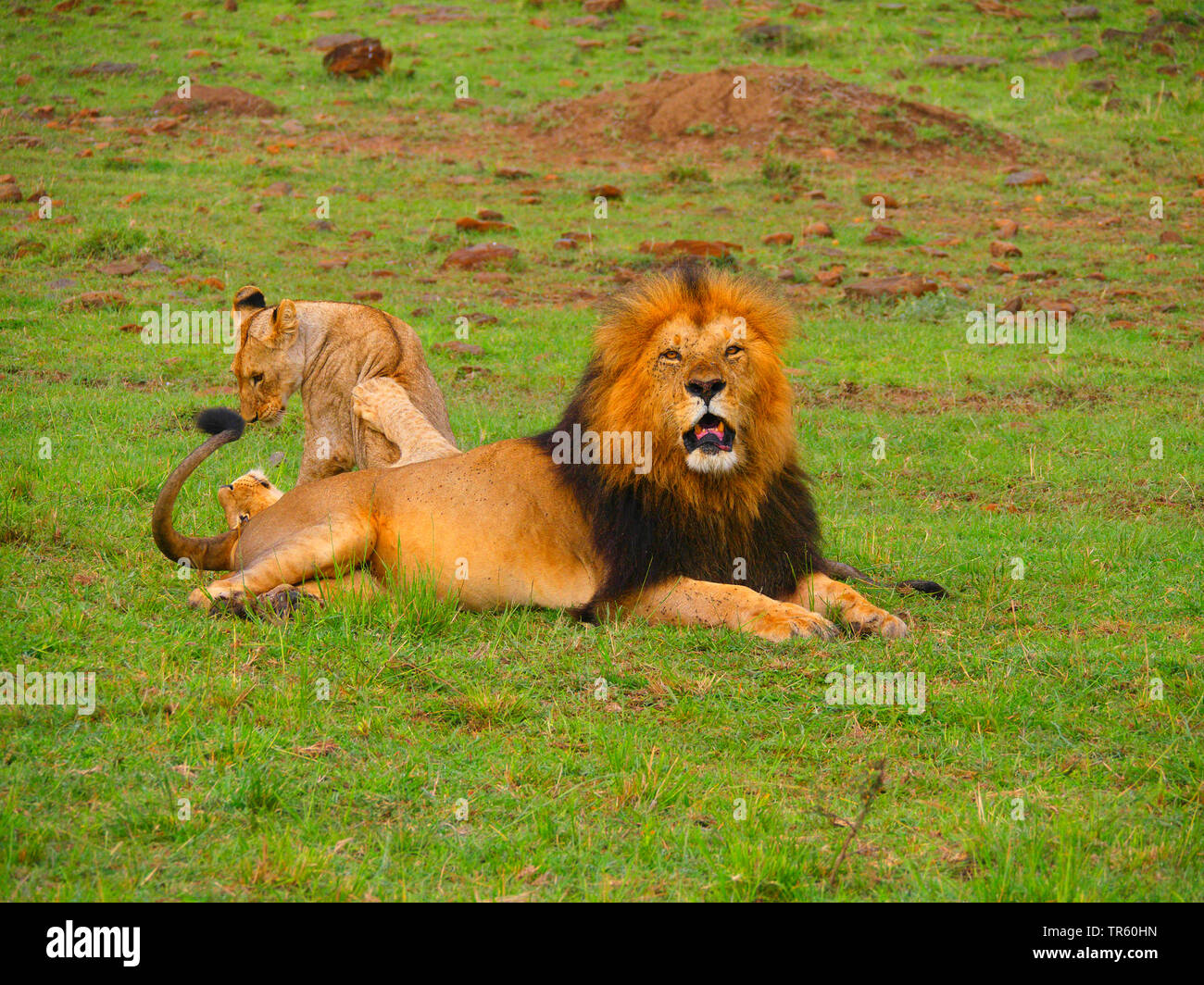 lion (Panthera leo), male lion resting with young animals in a meadow ...