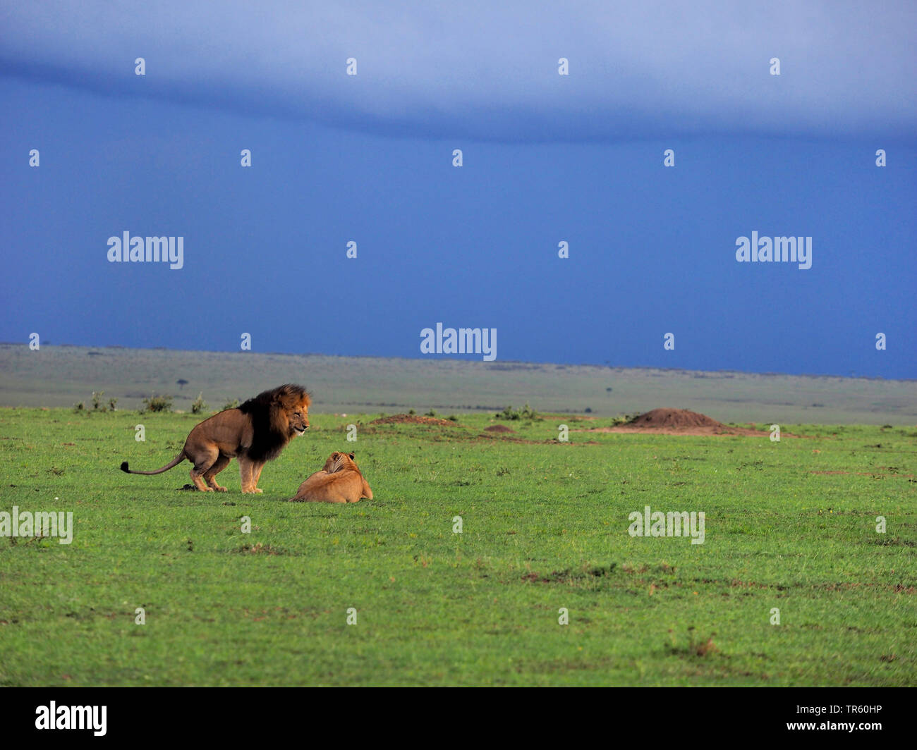 Mating lion males hi-res stock photography and images - Alamy