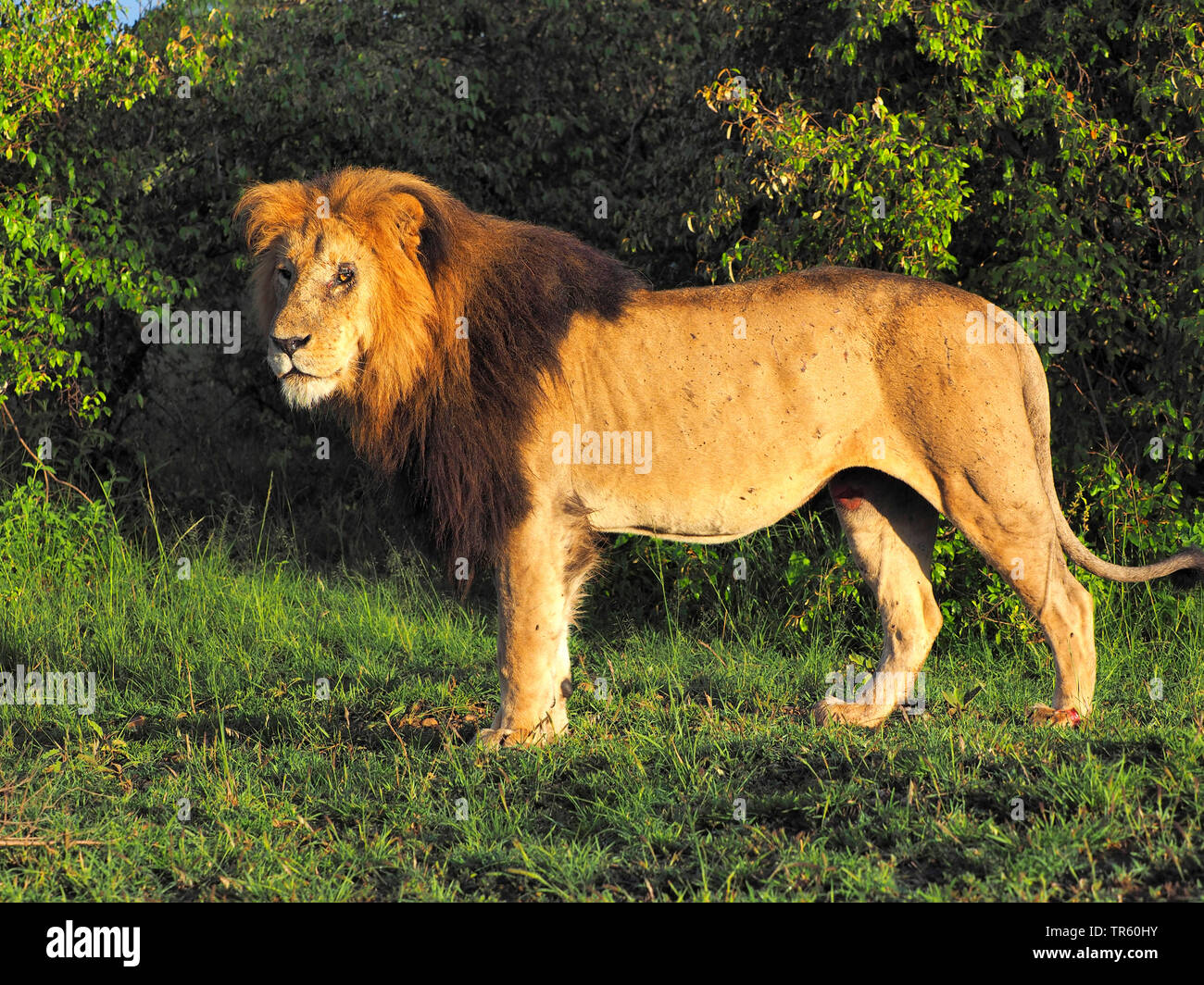 Old lion hi-res stock photography and images - Alamy