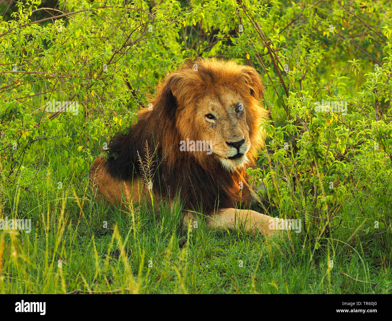 Old lion hi-res stock photography and images - Alamy