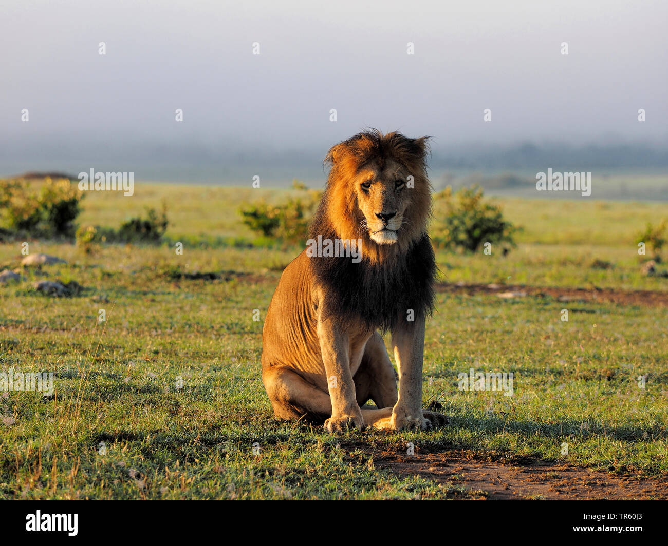 Lion Sitting Upright