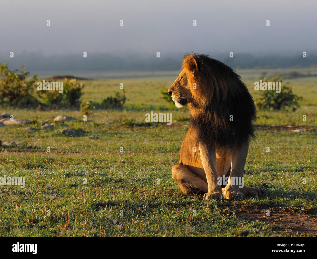 Lion sitting wildlife hi-res stock photography and images - Alamy