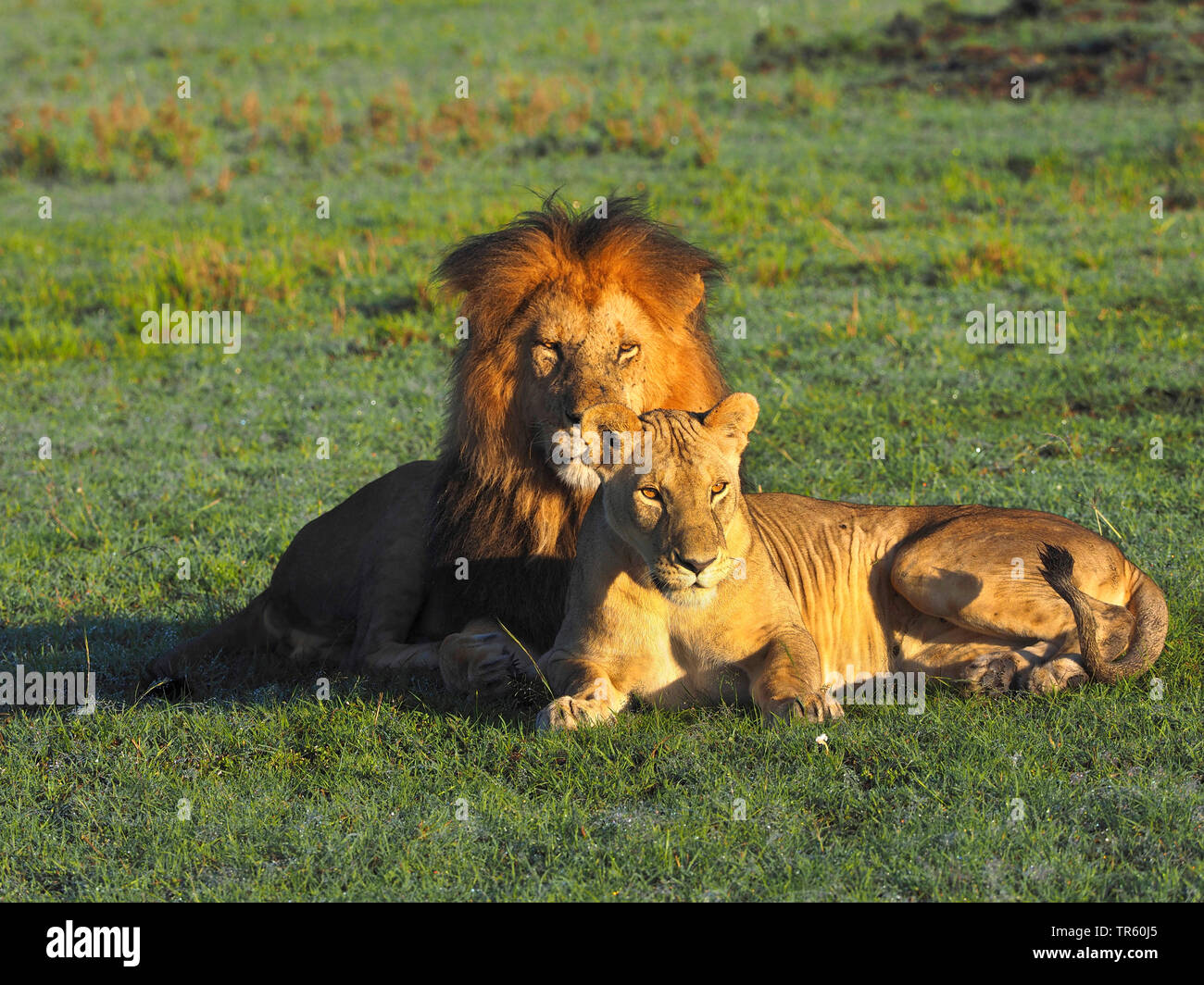 African lions mating national park hi-res stock photography and images ...