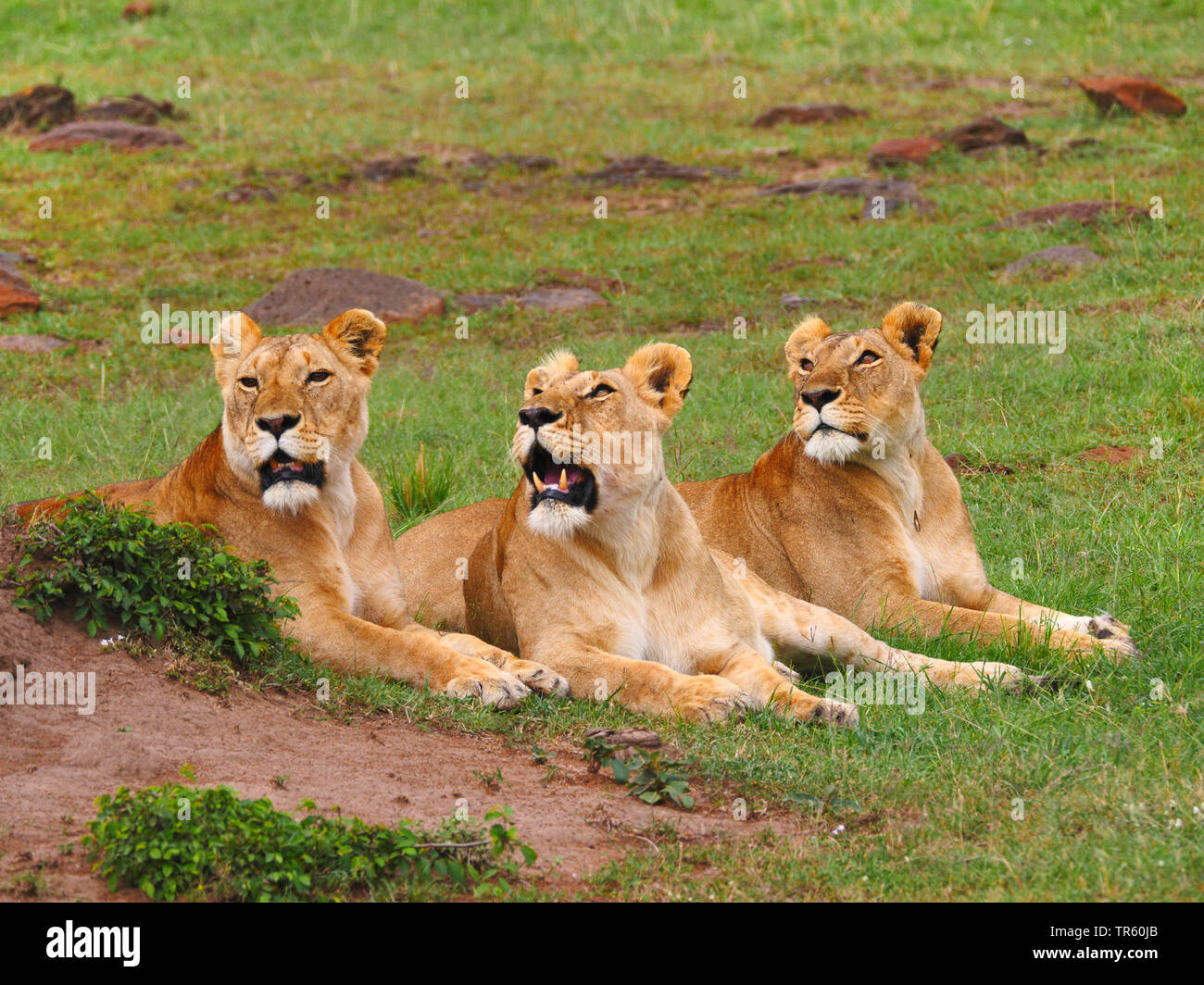 Three lionesses hi-res stock photography and images - Alamy