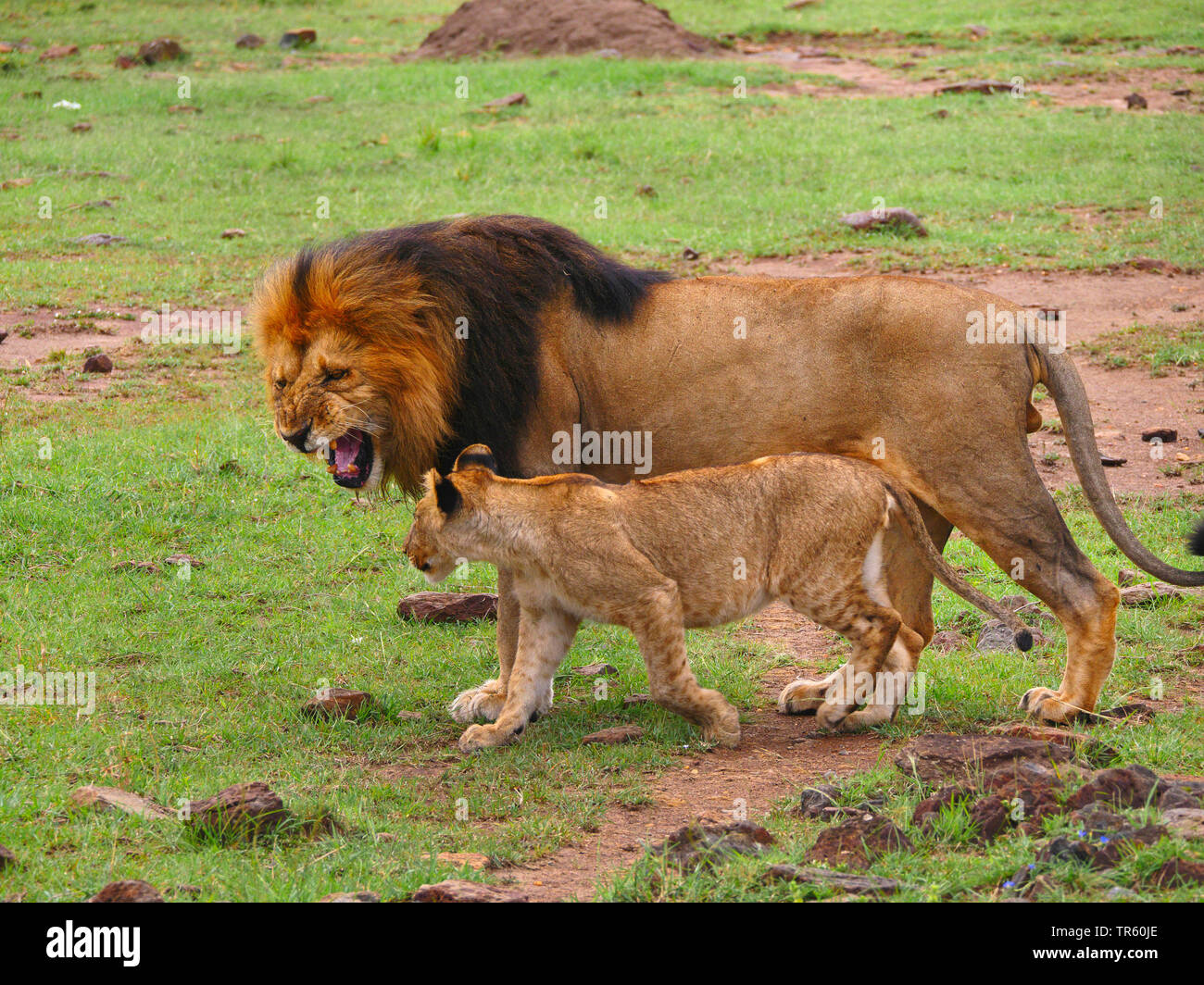 Lion snarling at cubs hi-res stock photography and images - Alamy