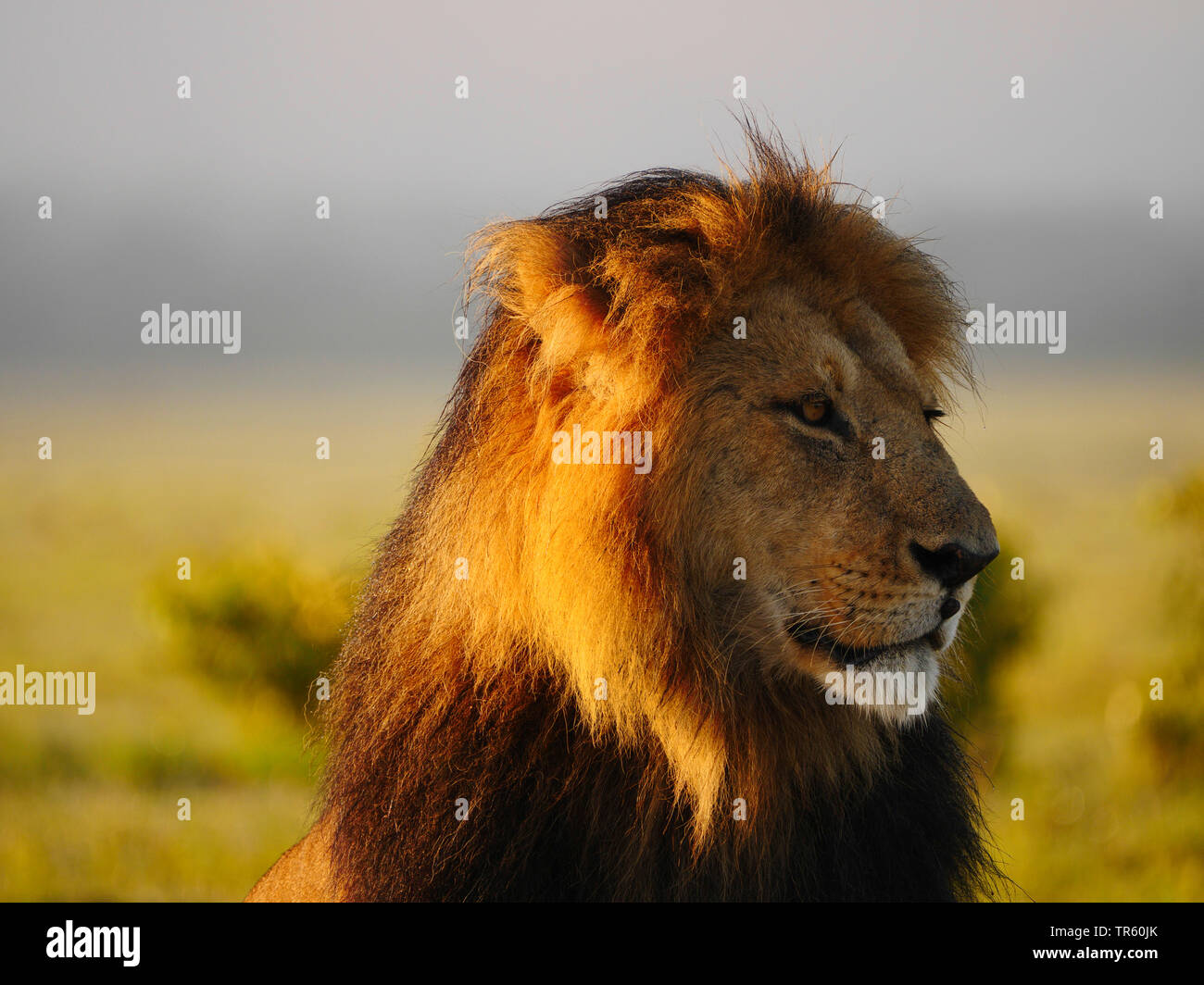 lion (Panthera leo), male lion, portrait, Kenya, Masai Mara National ...