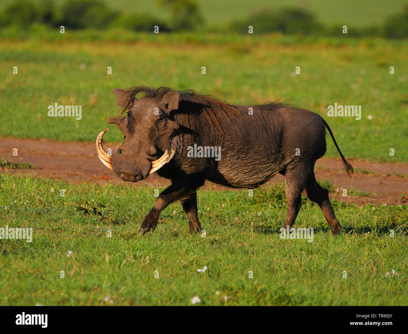 Cape warthog, Somali warthog, desert warthog (Phacochoerus aethiopicus ...