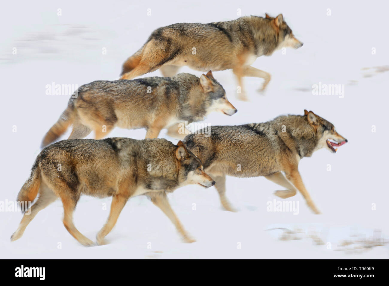 Running Wolf Pack Wallpaper Running Wolf 1080P, 2K, 4K, 5K HD