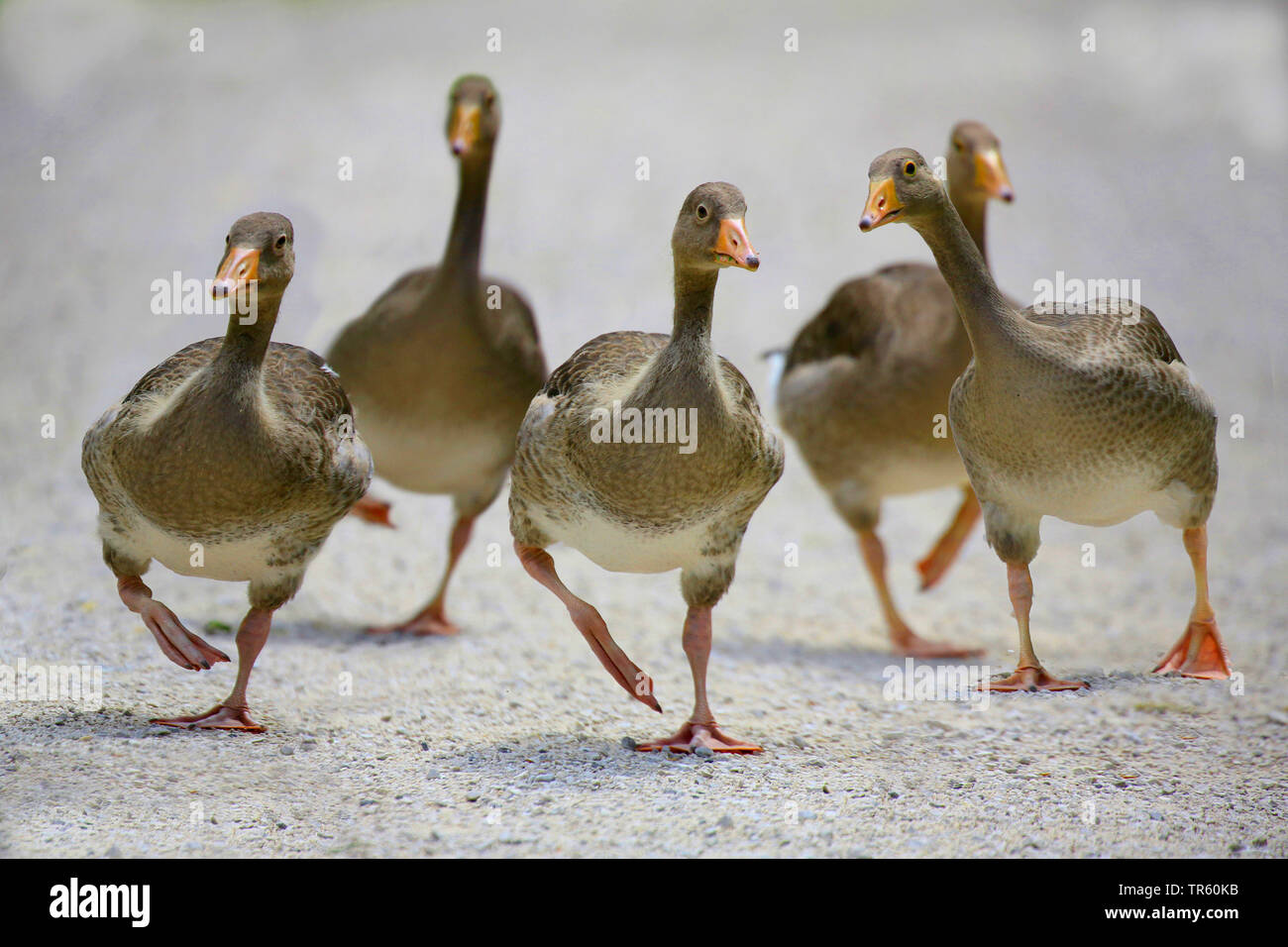 greylag goose (Anser anser), troop waddling on a path, front view Stock ...