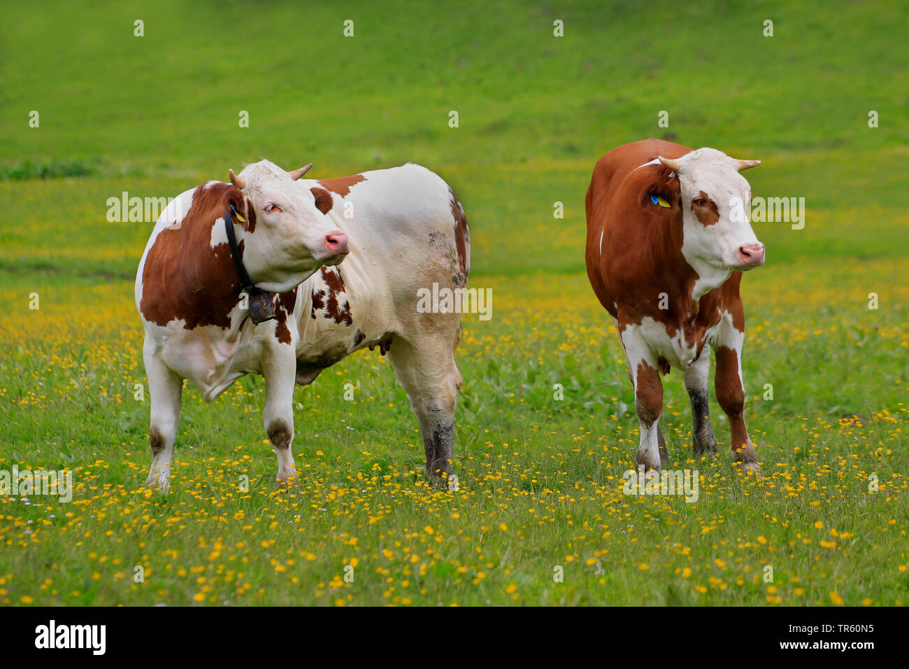 domestic cattle (Bos primigenius f. taurus), two cows standing together ...