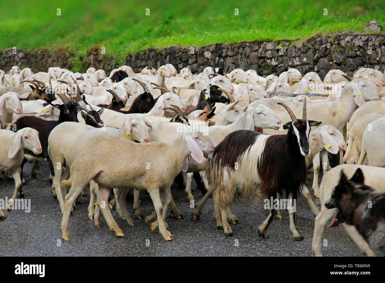 domestic sheep (Ovis ammon f. aries), flock of sheep with goats walking ...
