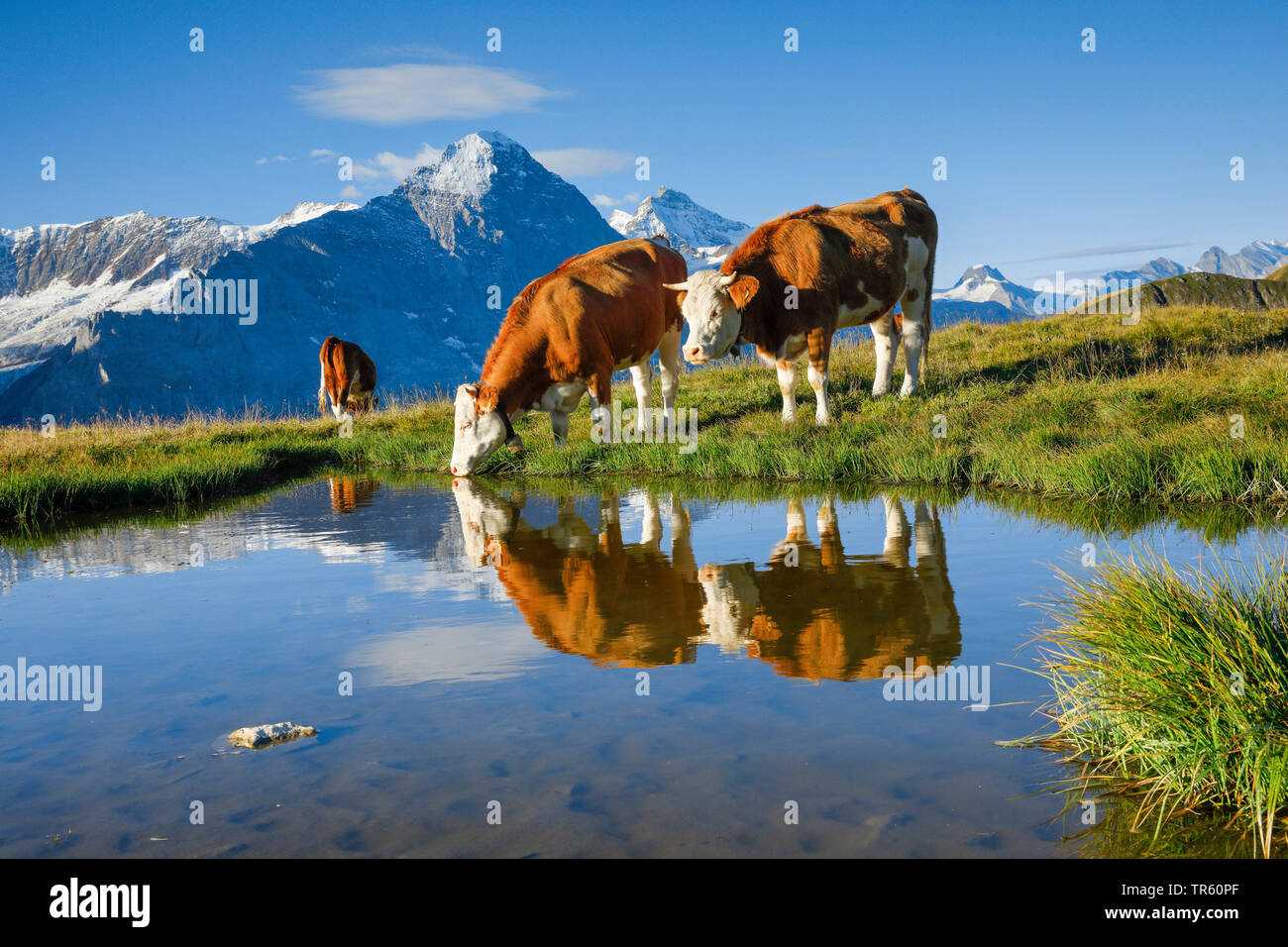 domestic cattle (Bos primigenius f. taurus), Fleckvieh standing on an ...