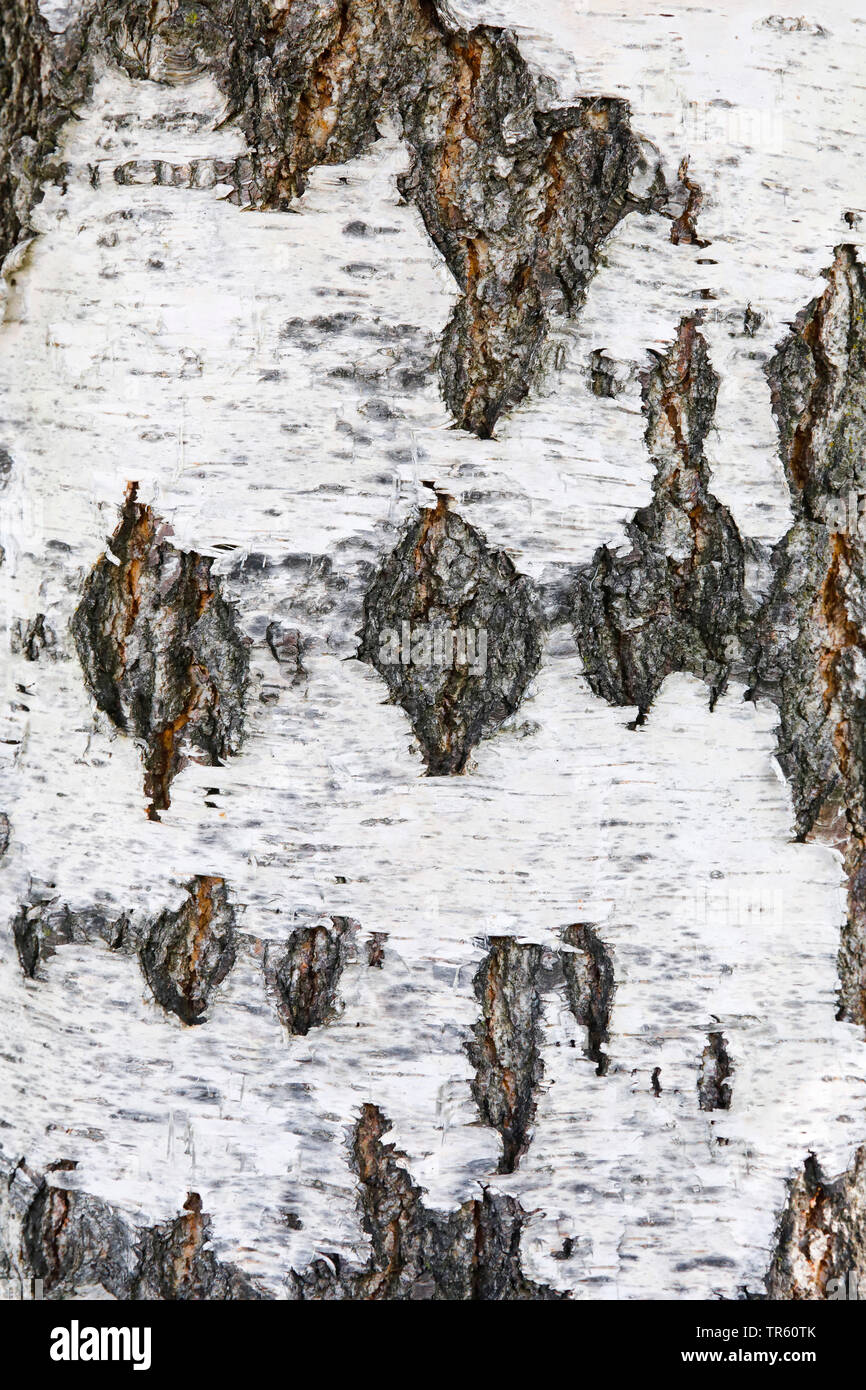 common birch, silver birch, European white birch, white birch (Betula ...