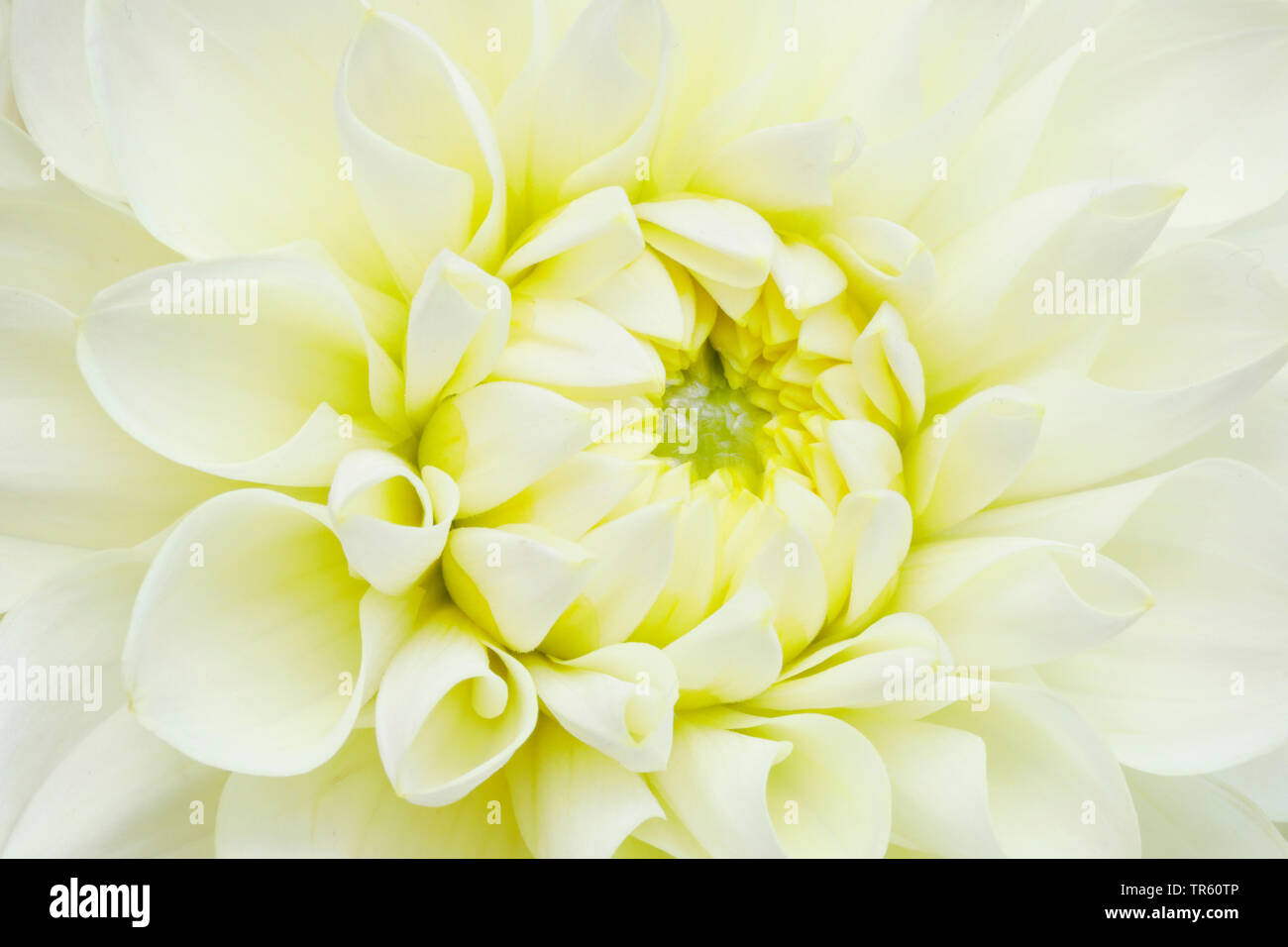georgina (Dahlia spec.), georgina flower Stock Photo - Alamy