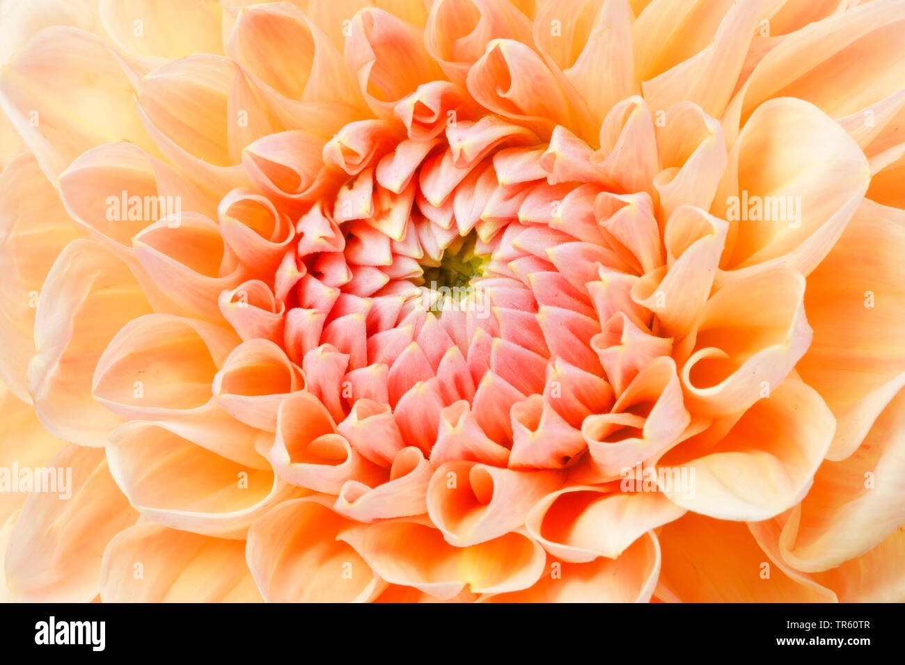 georgina (Dahlia spec.), georgina flower Stock Photo - Alamy