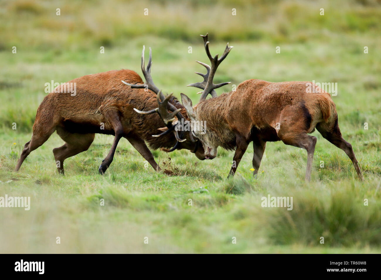 red deer (Cervus elaphus), two fighting red deer harts in a meadow ...