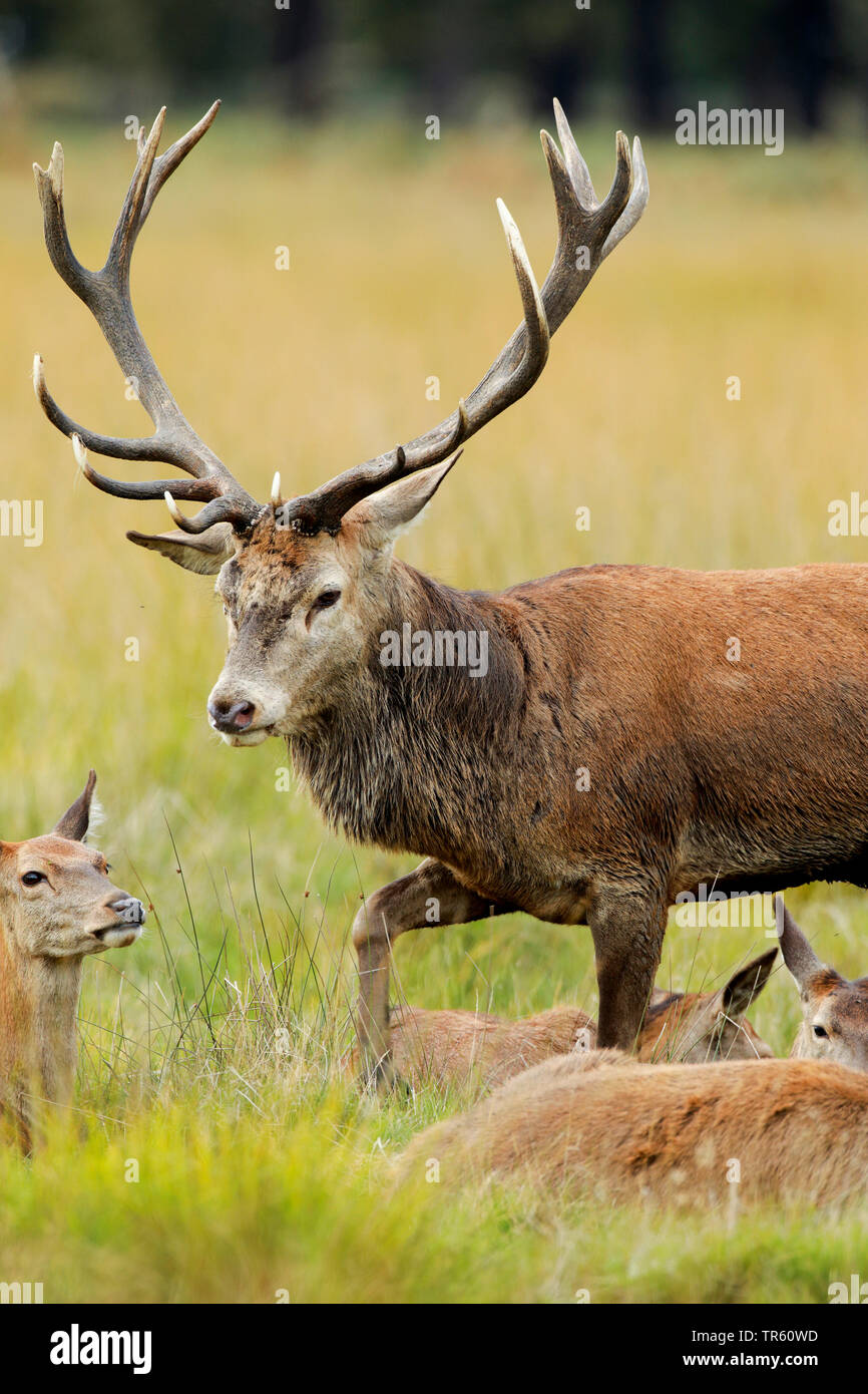 red deer (Cervus elaphus), hart is with his herd of hinds in a meadow ...