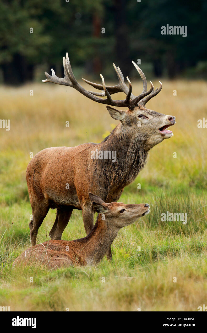 Hart and hinds in hi-res stock photography and images - Alamy