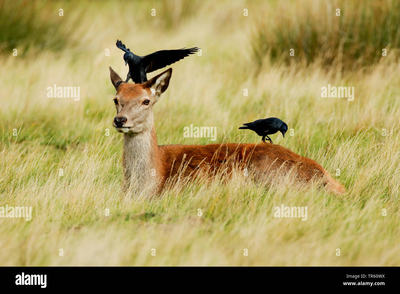 Symbiosis animals hi-res stock photography and images - Alamy