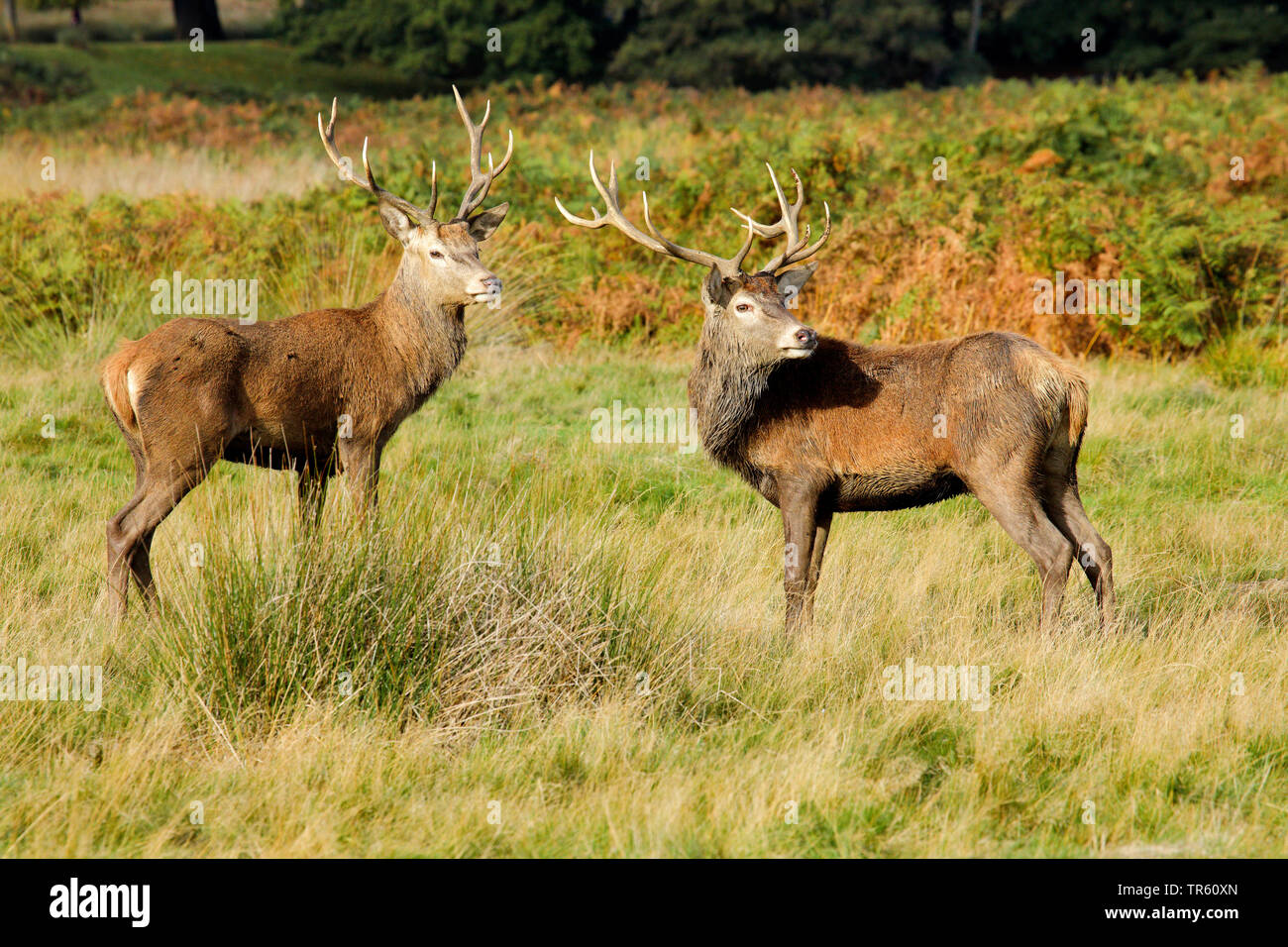 Two stags standing on hi-res stock photography and images - Alamy