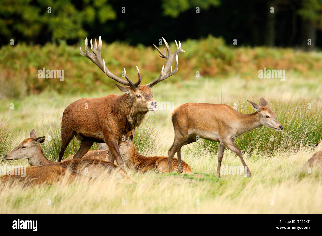 red deer (Cervus elaphus), flehming red deer stag with hind, Germany ...