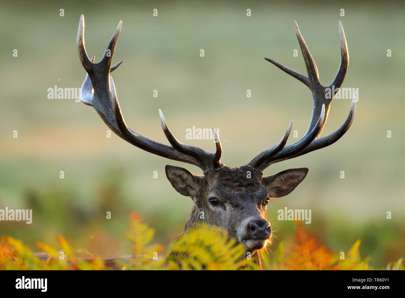 Cervid horns deer stag hi-res stock photography and images - Alamy
