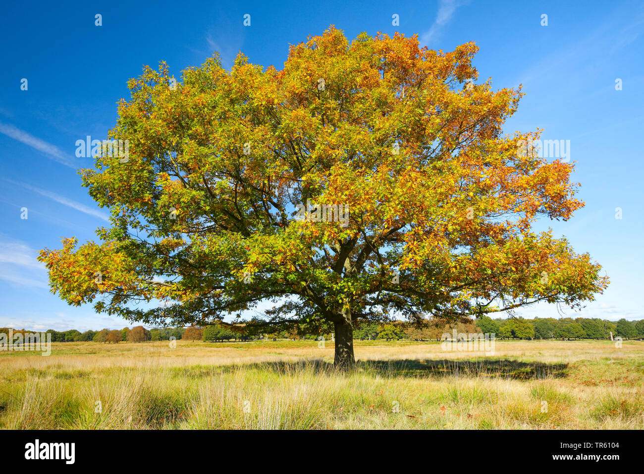 Northern Red Oak Information