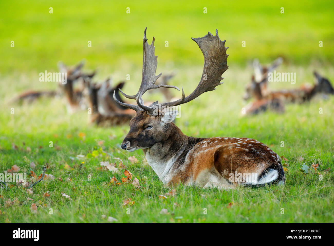fallow deer (Dama dama, Cervus dama), hart resting with hinds in a ...