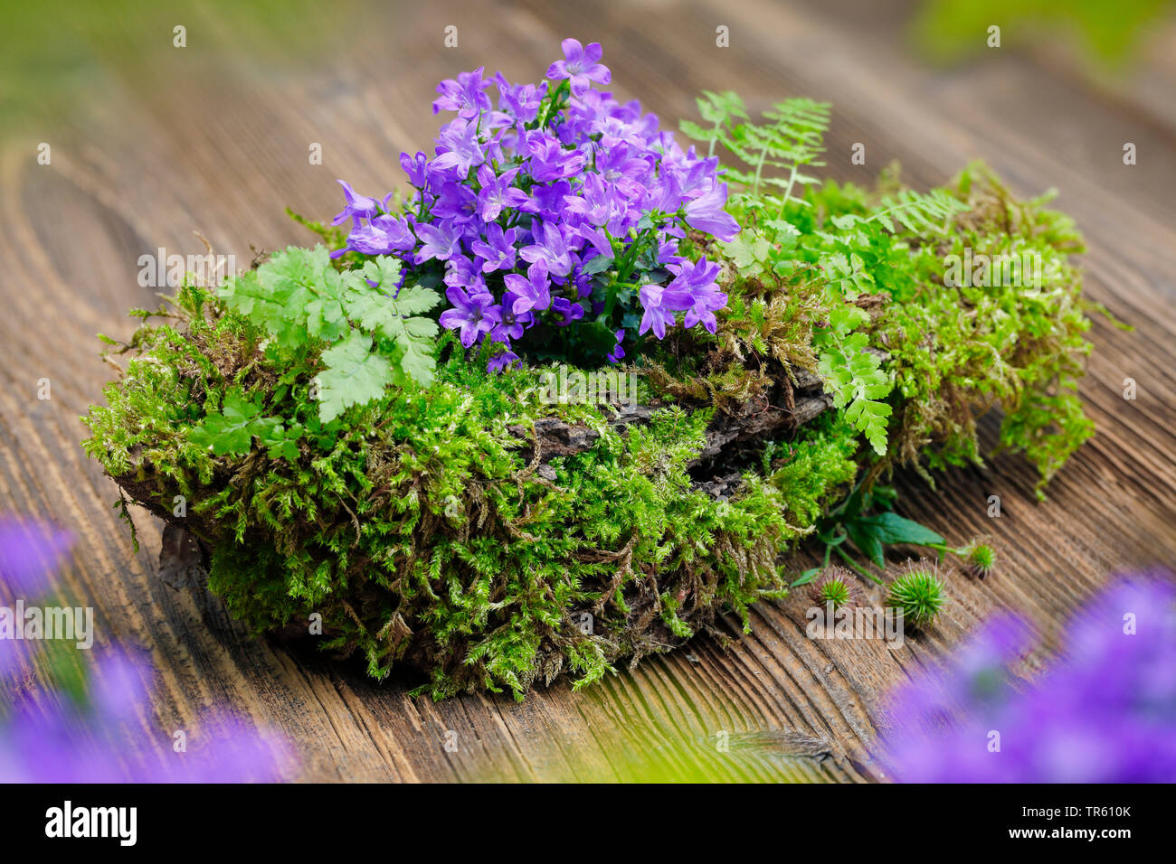 Dalmatian bellflower, Adria bellflower, Wall bellflower (Campanula ...