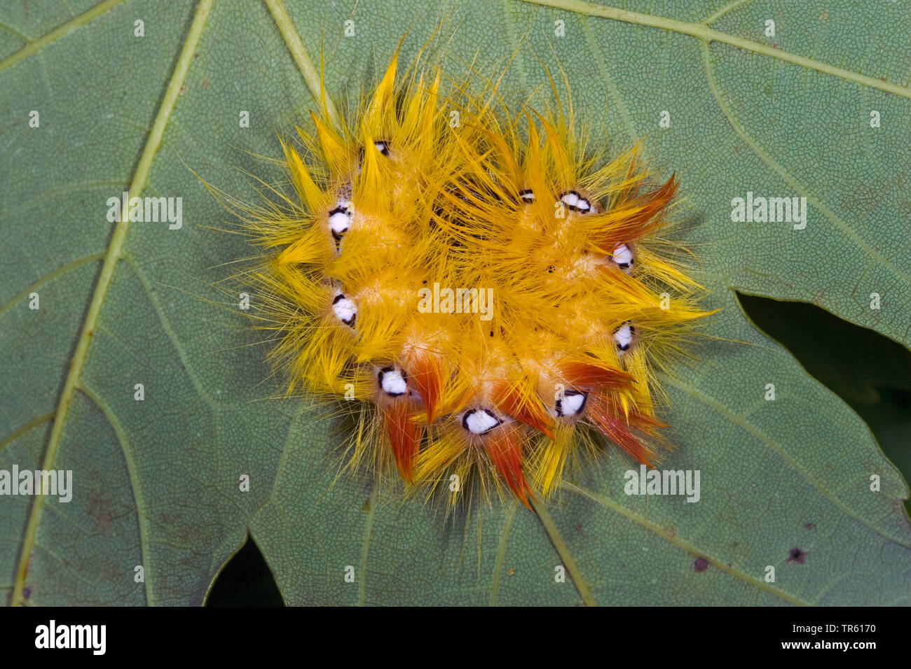 sycamore moth (Acronicta aceris), caterpillar in defensive pose at an ...