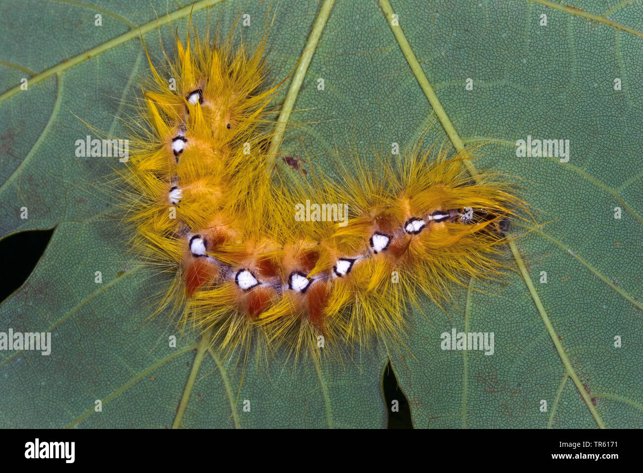 sycamore moth (Acronicta aceris), caterpillar feeding an oak leaf, view ...