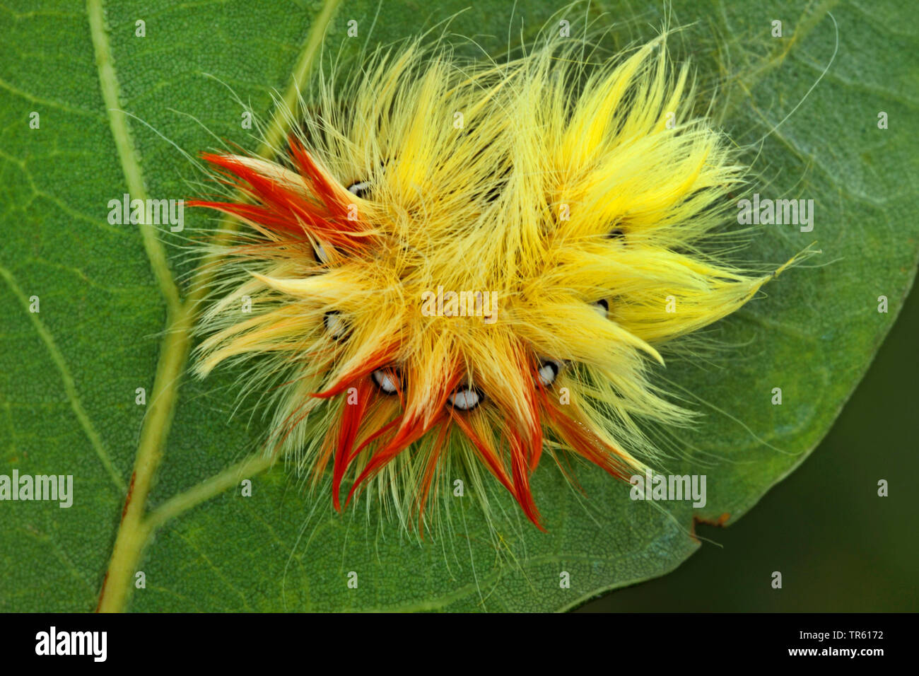 sycamore moth (Acronicta aceris), caterpillar in defensive pose at an ...