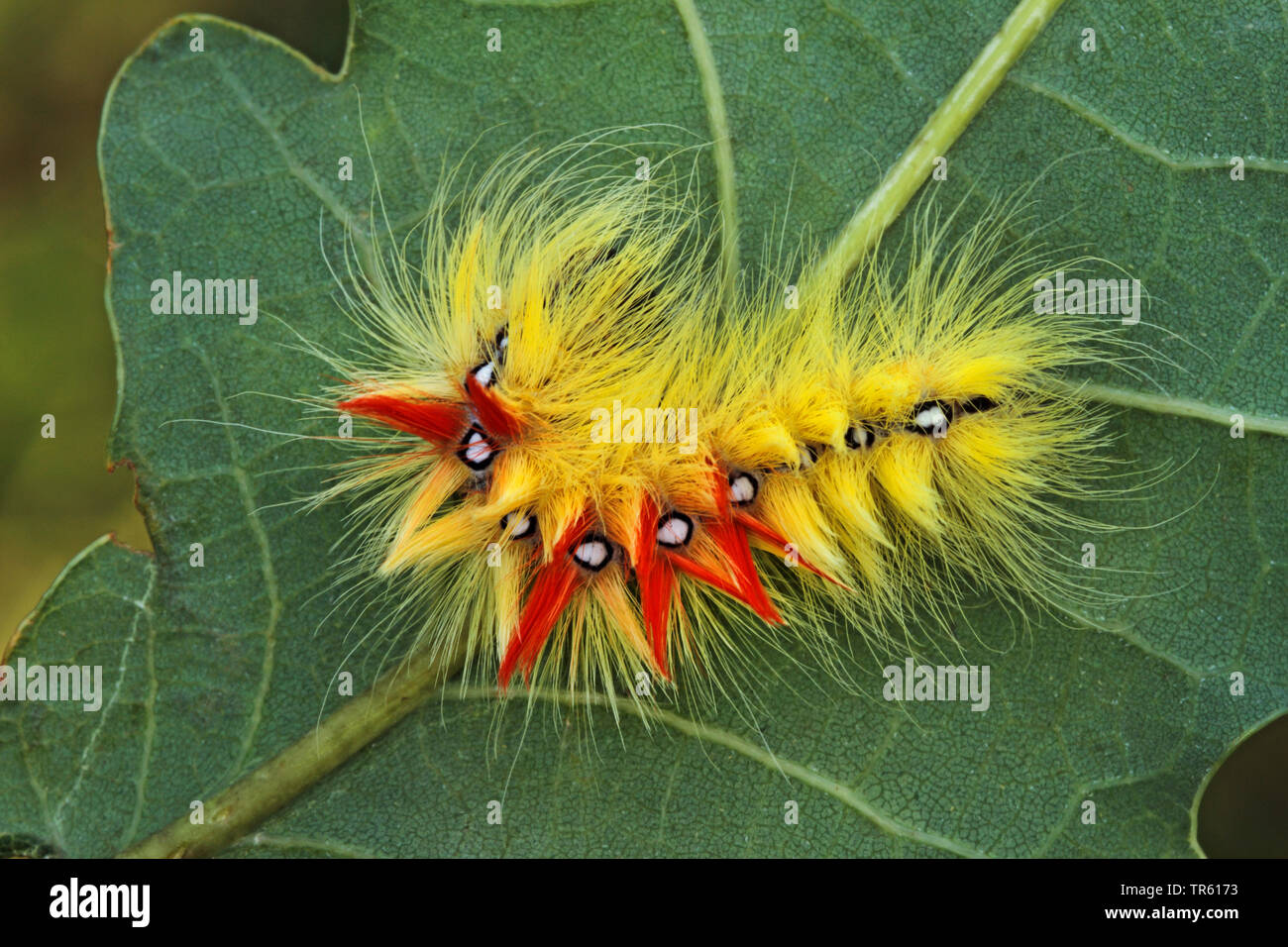 sycamore moth (Acronicta aceris), caterpillar feeding at an oak, view ...