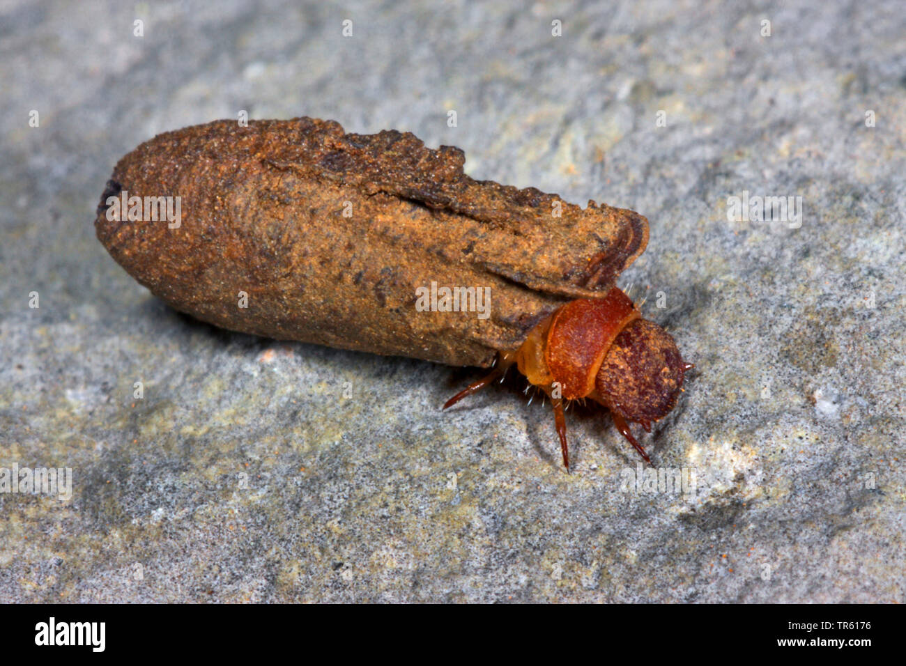 To insect case hi-res stock photography and images - Alamy