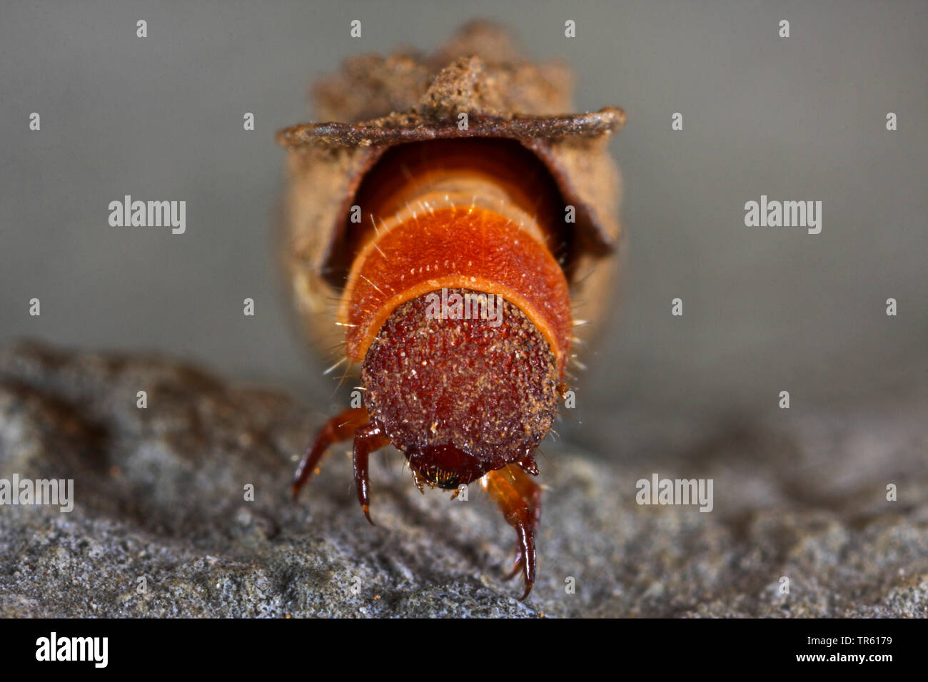 Willow clytra (Clytra laeviuscula), larva with case, Germany Stock ...
