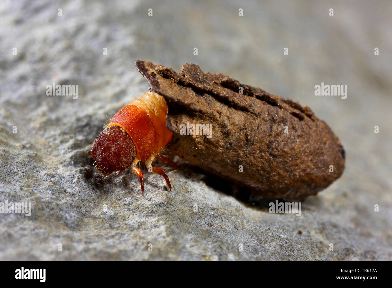 Willow clytra (Clytra laeviuscula), larva with case, Germany Stock ...